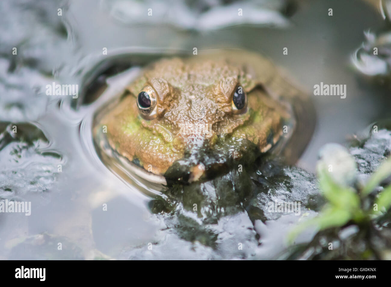 a frog in the water Stock Photo - Alamy