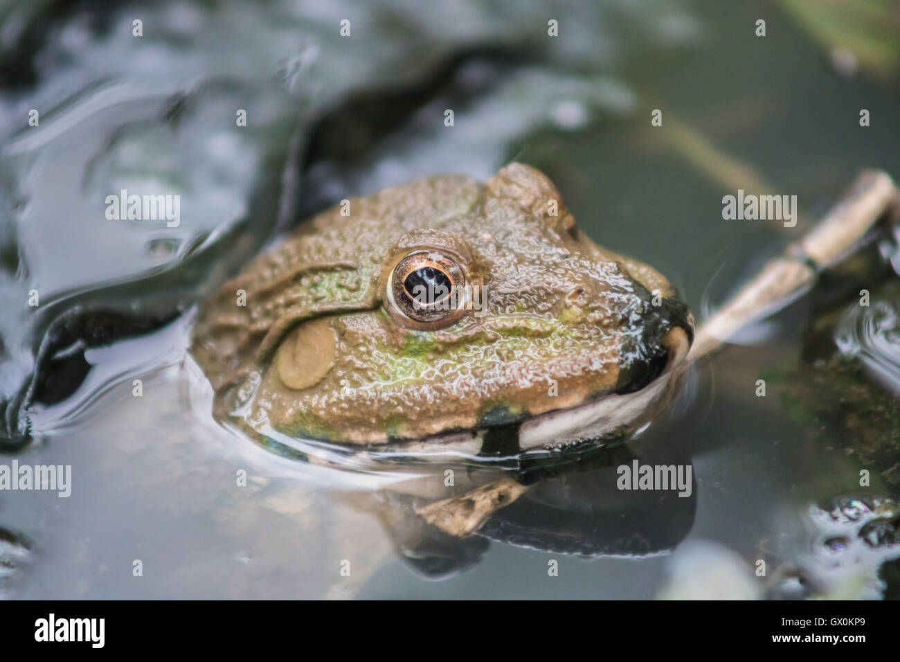 a frog in the water Stock Photo - Alamy