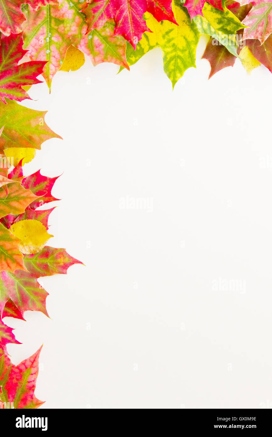 Colorful autumn leaves border on white background. Vertical image Stock ...
