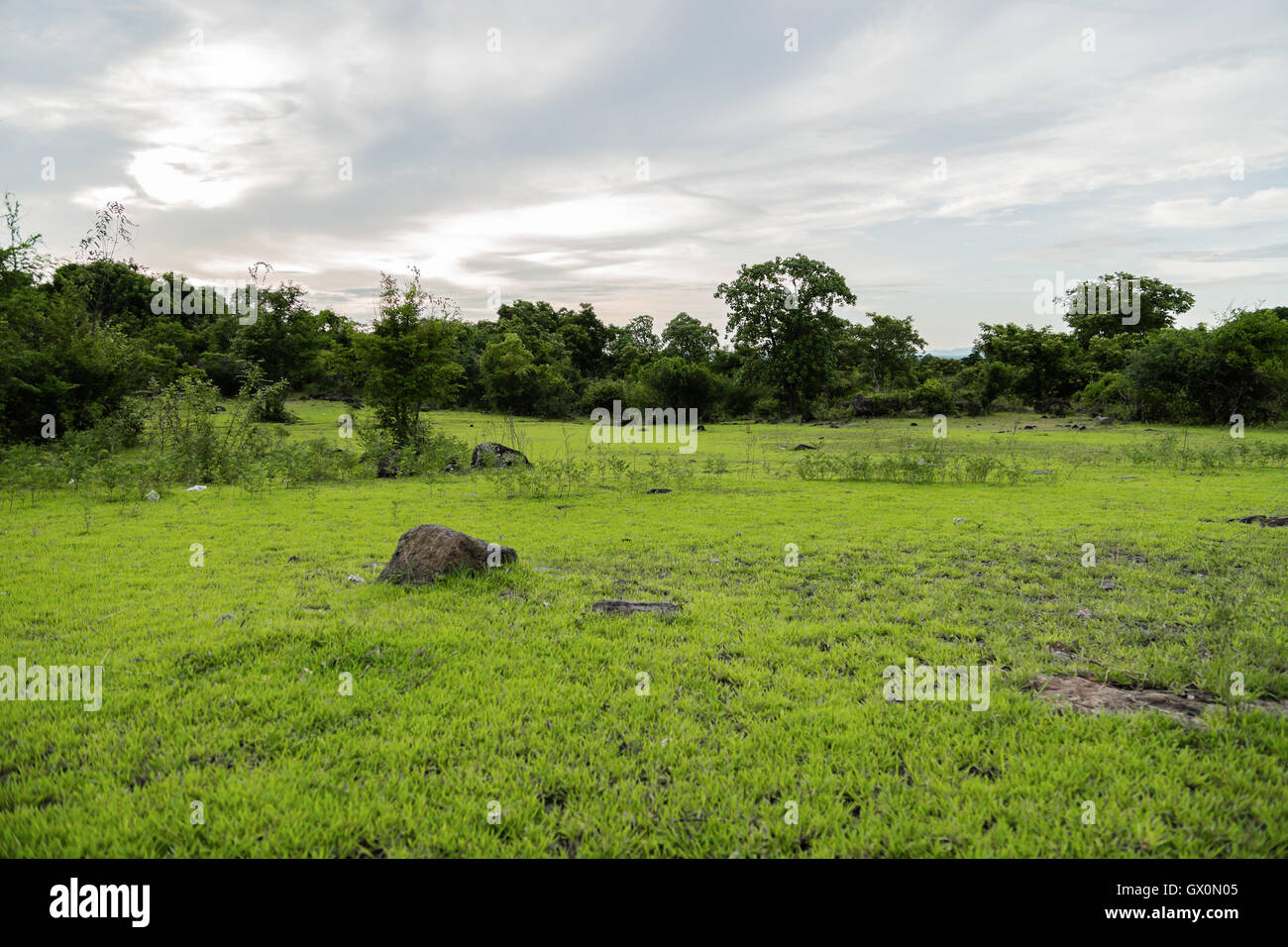 Beautiful forest landscape Stock Photo - Alamy