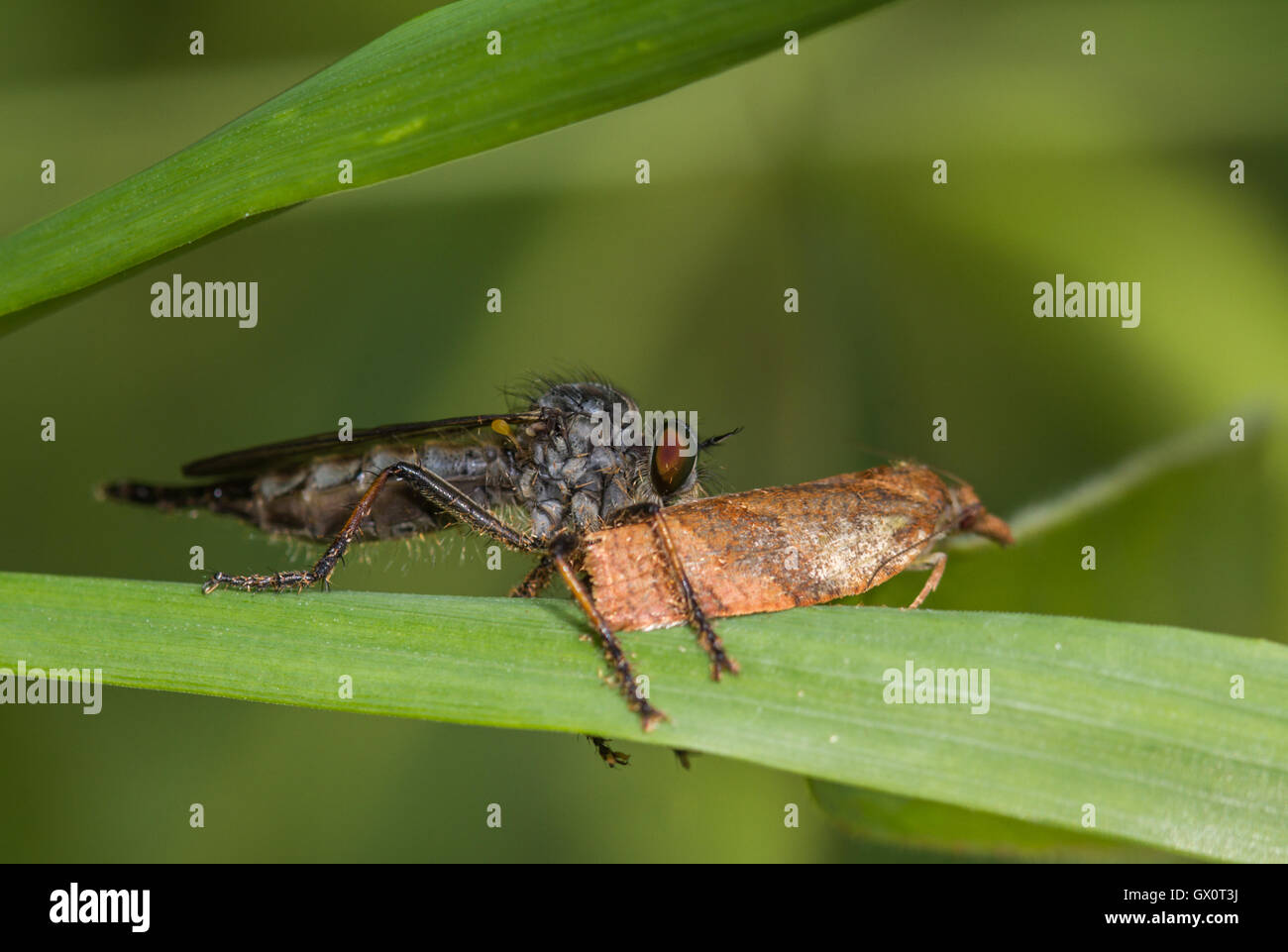 Common Awl Robberfly (Neoitamus cyanurus) with tortrix moth prey Stock ...