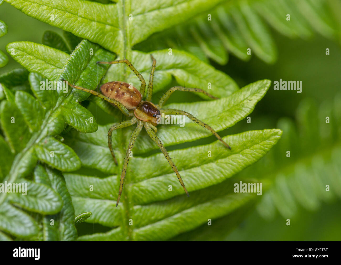 Dolomedes Fimbriatus Raft Spider High Resolution Stock Photography and ...