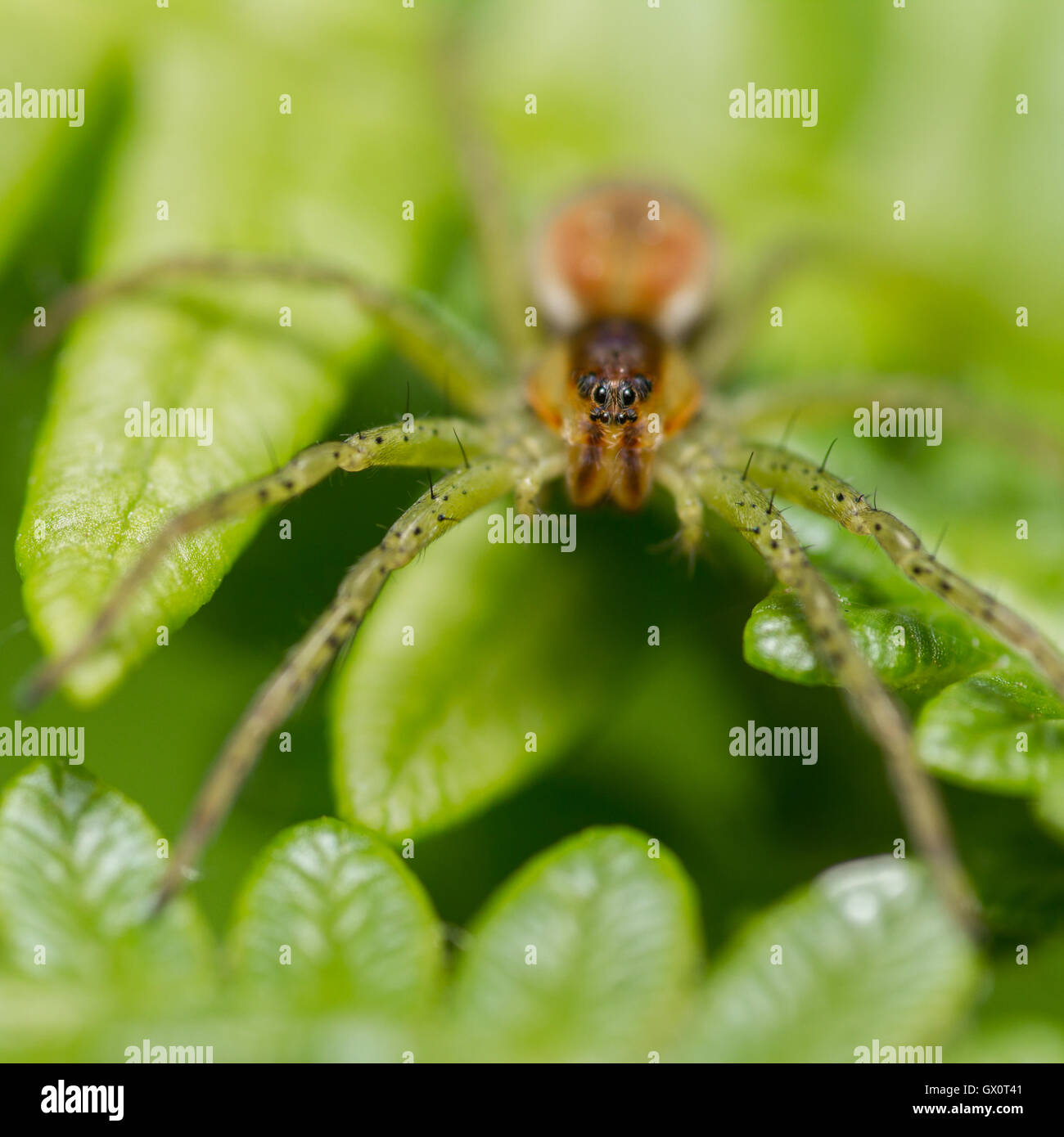 Raft Spider (Dolomedes fimbriatus) juvenile female on bracken leaves ...