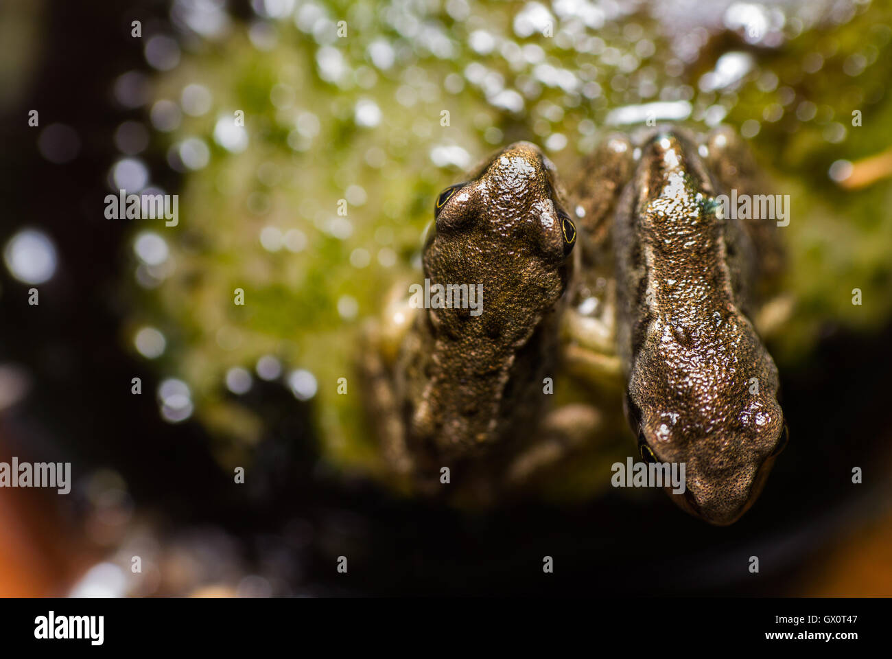 Froglets Stock Photos & Froglets Stock Images - Alamy