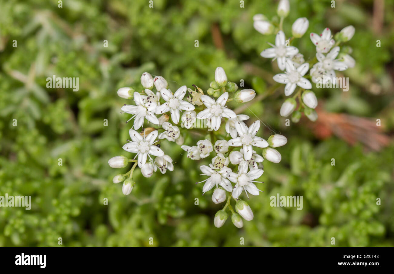 White stonecrop (Sedum album Stock Photo - Alamy