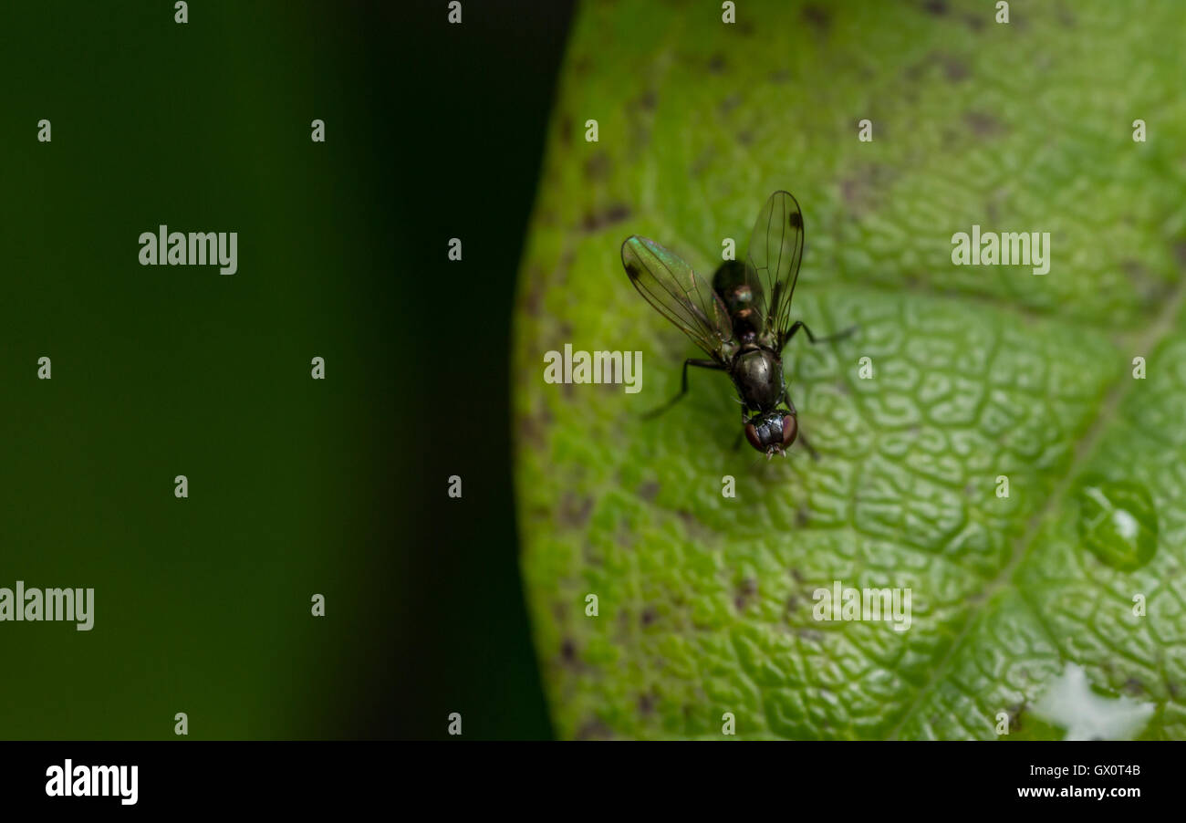 Sepsid fly on the leaf of a Chocolate Vine Stock Photo - Alamy