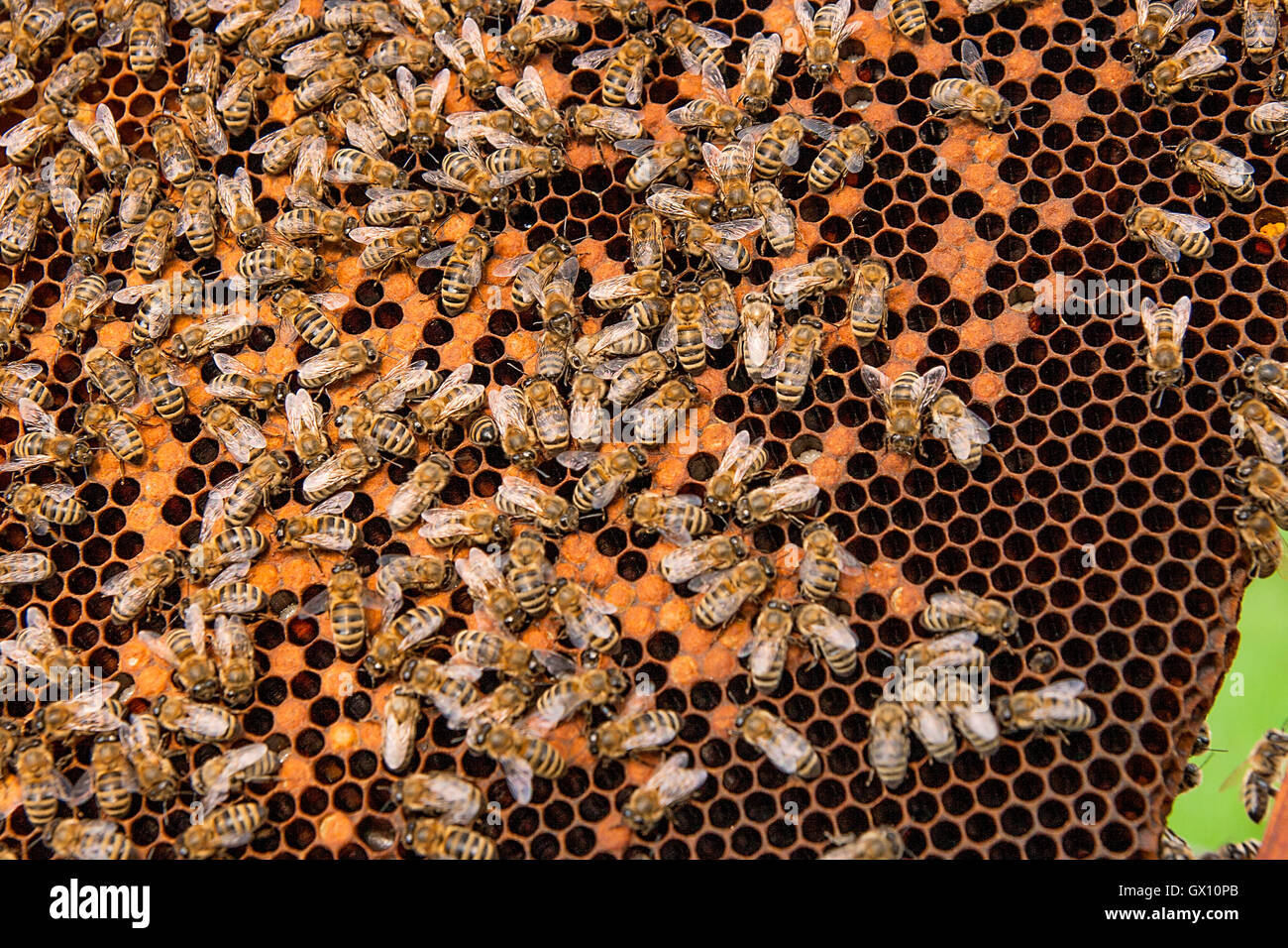 Busy bees inside hive with open and sealed cells for their young. Birth ...