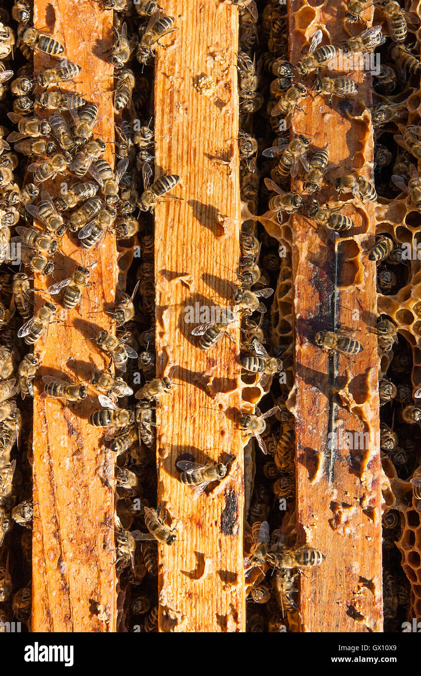Close up view of the opened hive body showing the frames populated by ...