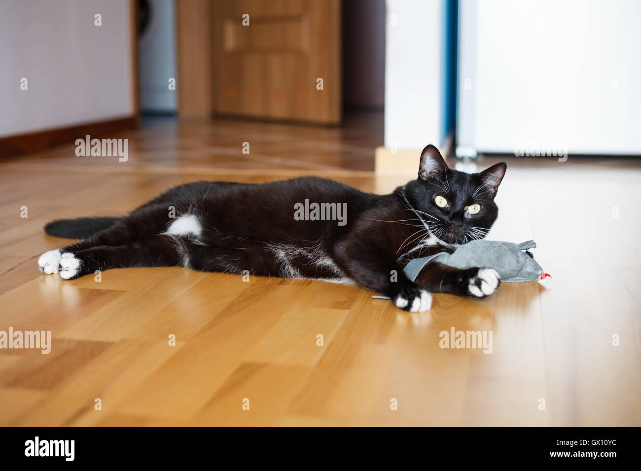 Cat playing with mouse-toy Stock Photo - Alamy