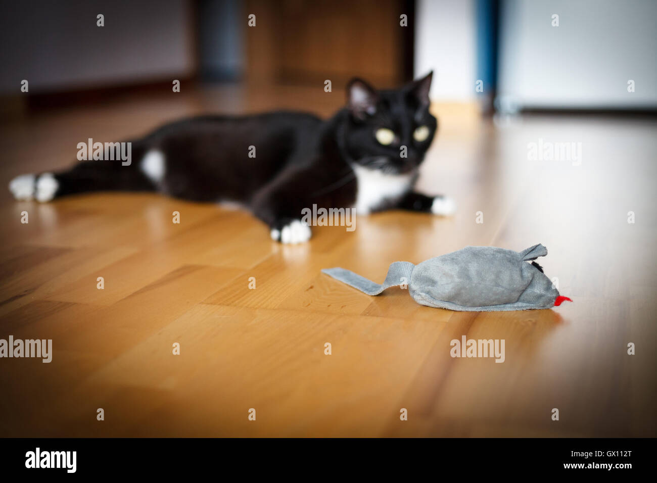 Cat playing with mouse-toy Stock Photo - Alamy