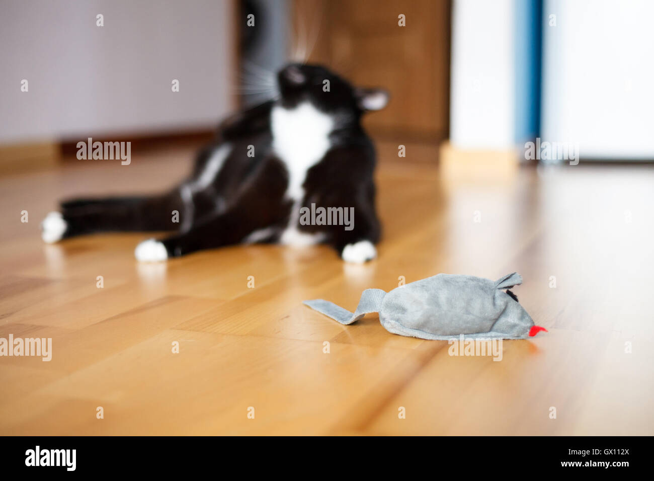 Black cat playing mouse hi-res stock photography and images - Alamy