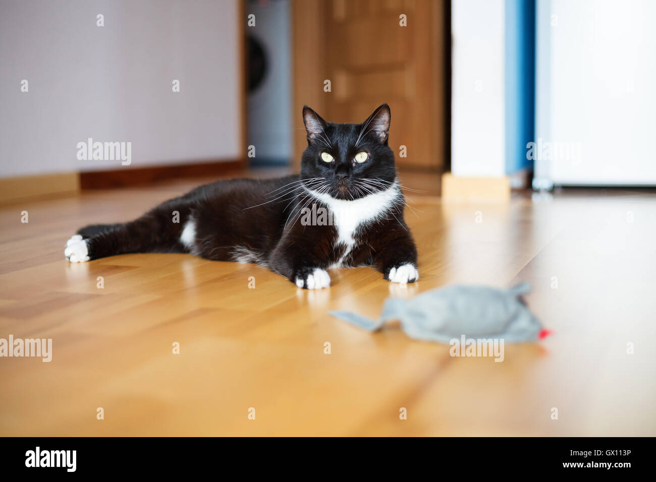 Cat playing with mouse-toy Stock Photo - Alamy