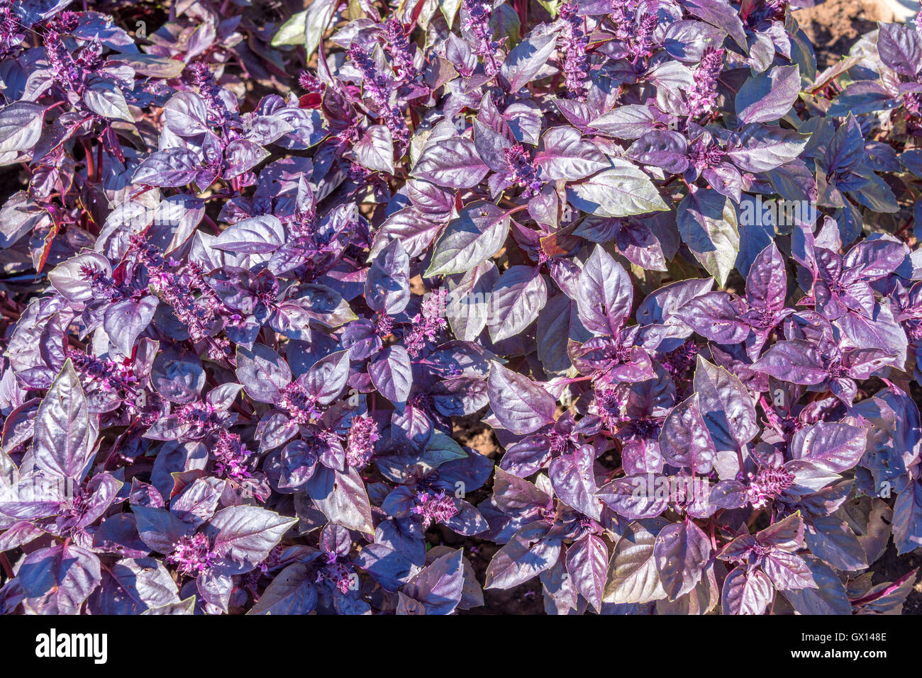 Dark basil hi-res stock photography and images - Alamy