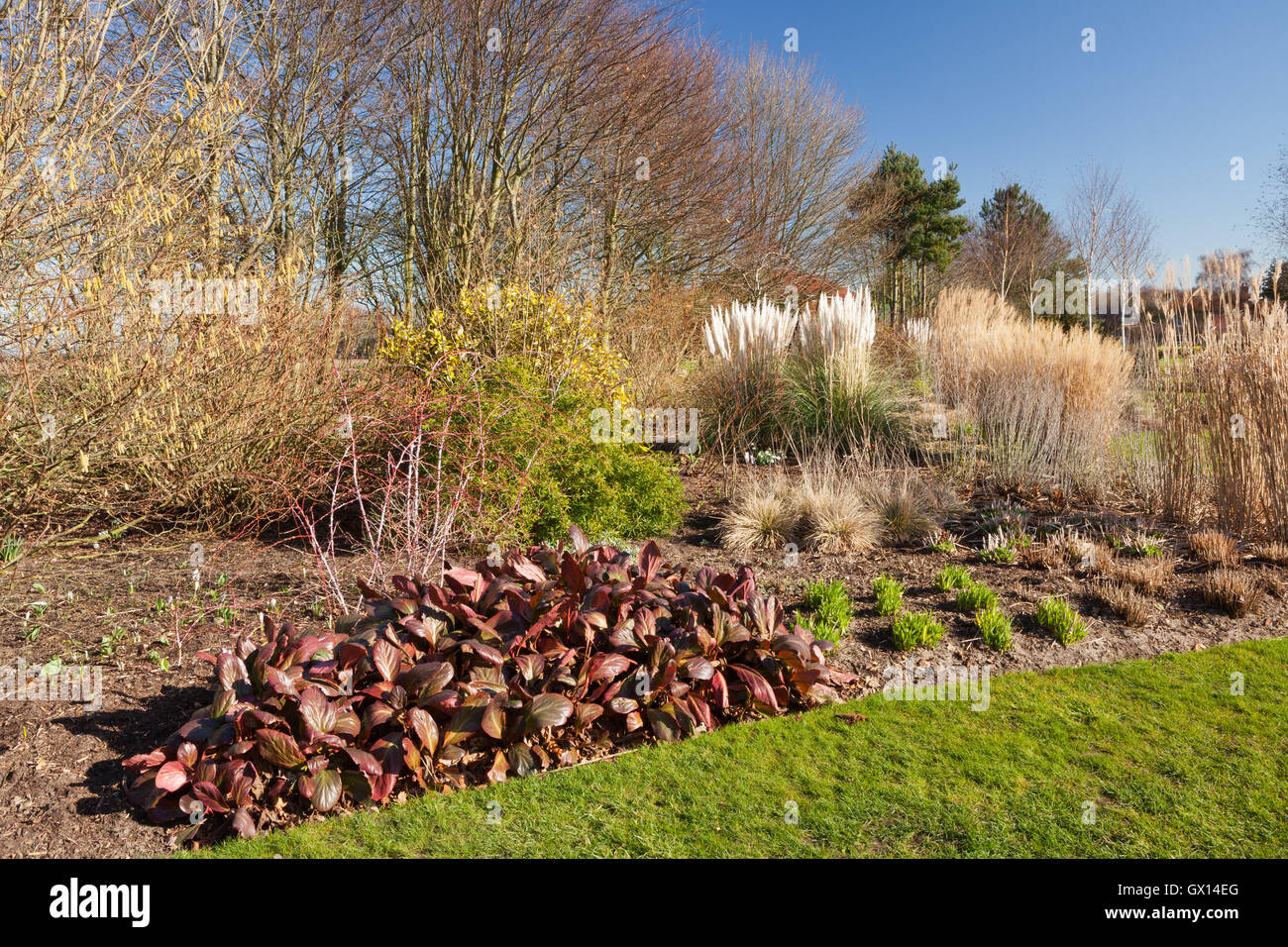 Prairie Borders. Brightwater Gardens, Saxby, Lincolnshire, UK. Winter ...