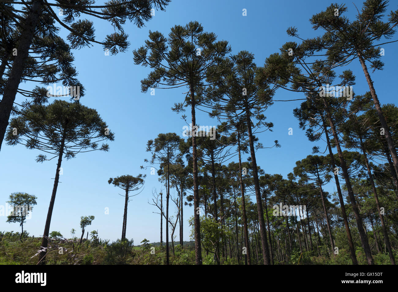 Araucaria tree (Araucaria angustifolia Stock Photo - Alamy