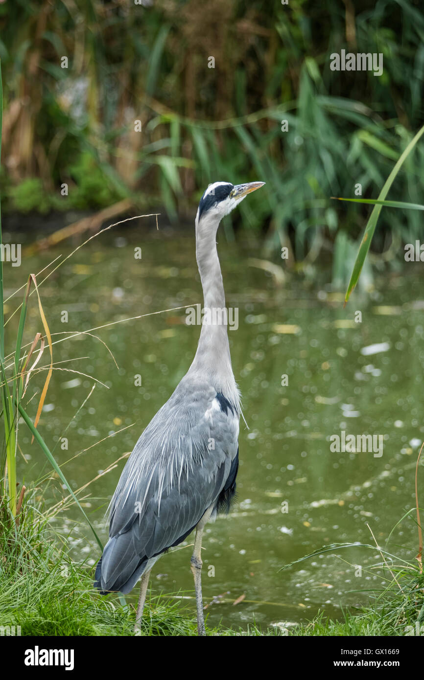 Heron isolated hi-res stock photography and images - Alamy
