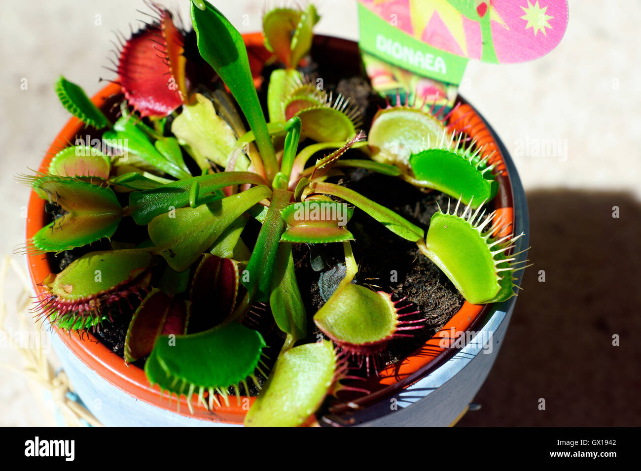 Venuss flytrap hi-res stock photography and images - Alamy