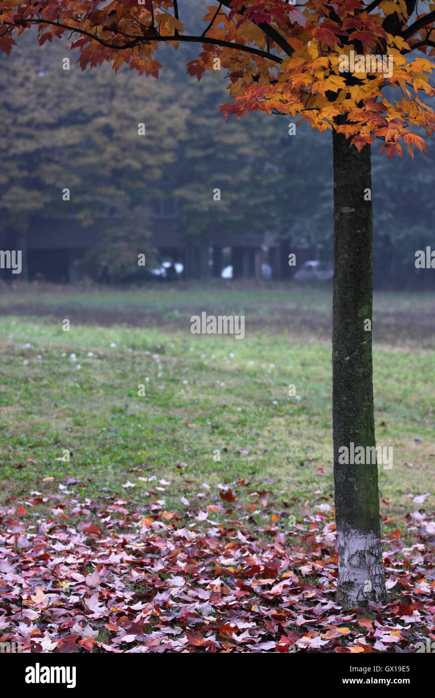 Decaying tree leaves hi-res stock photography and images - Alamy