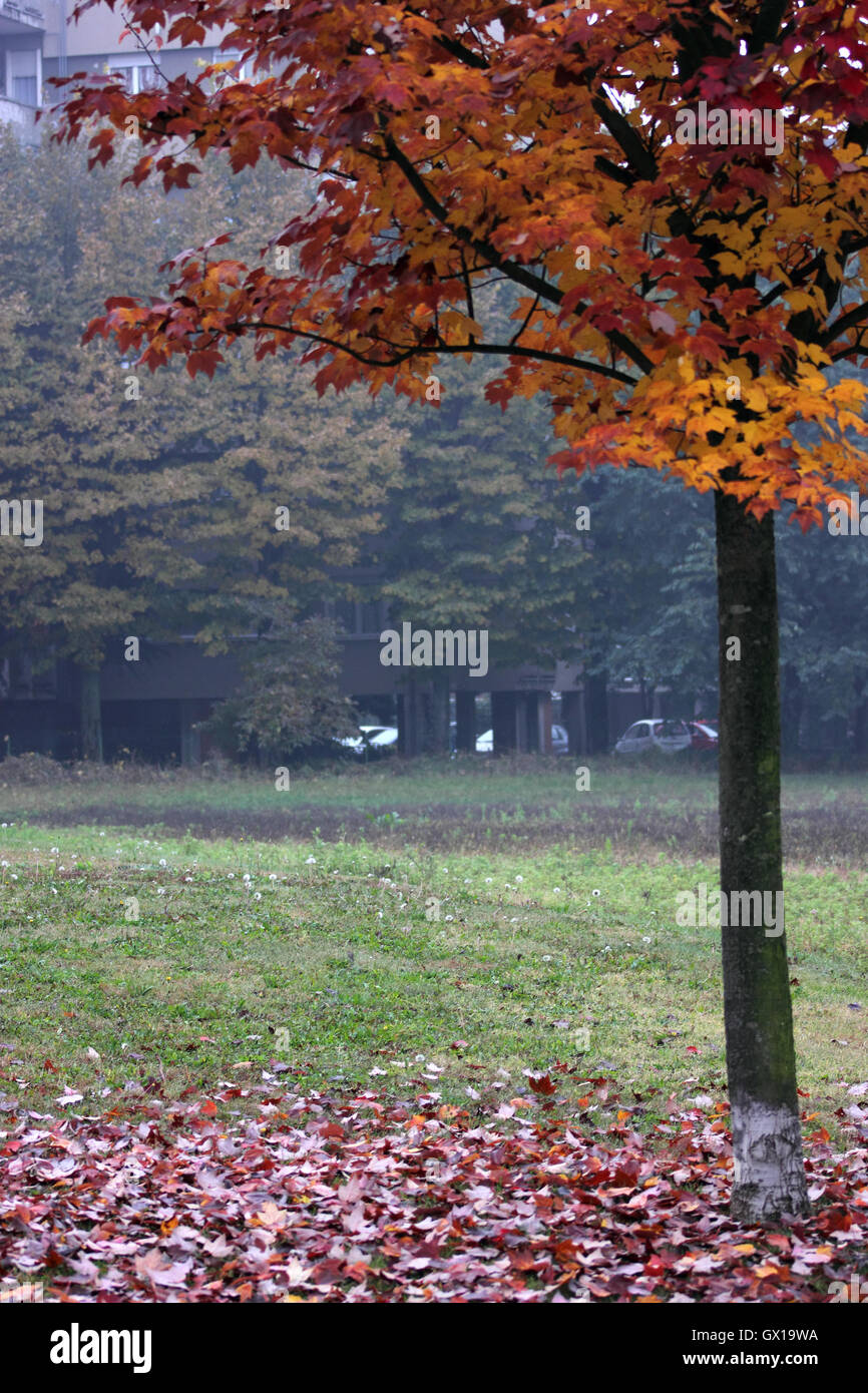 Decaying tree leaves hi-res stock photography and images - Alamy