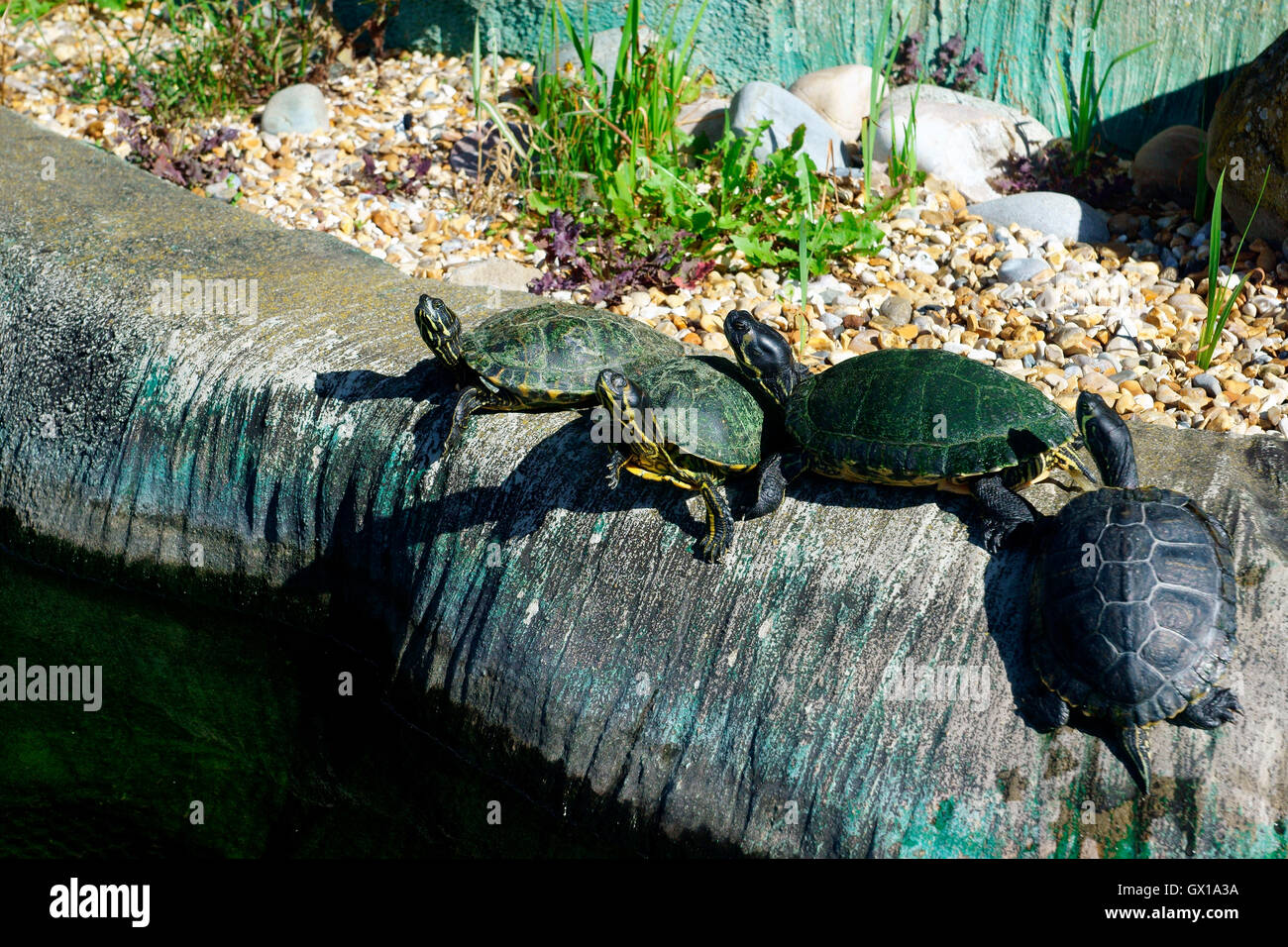 Southern river terrapin hi-res stock photography and images - Alamy