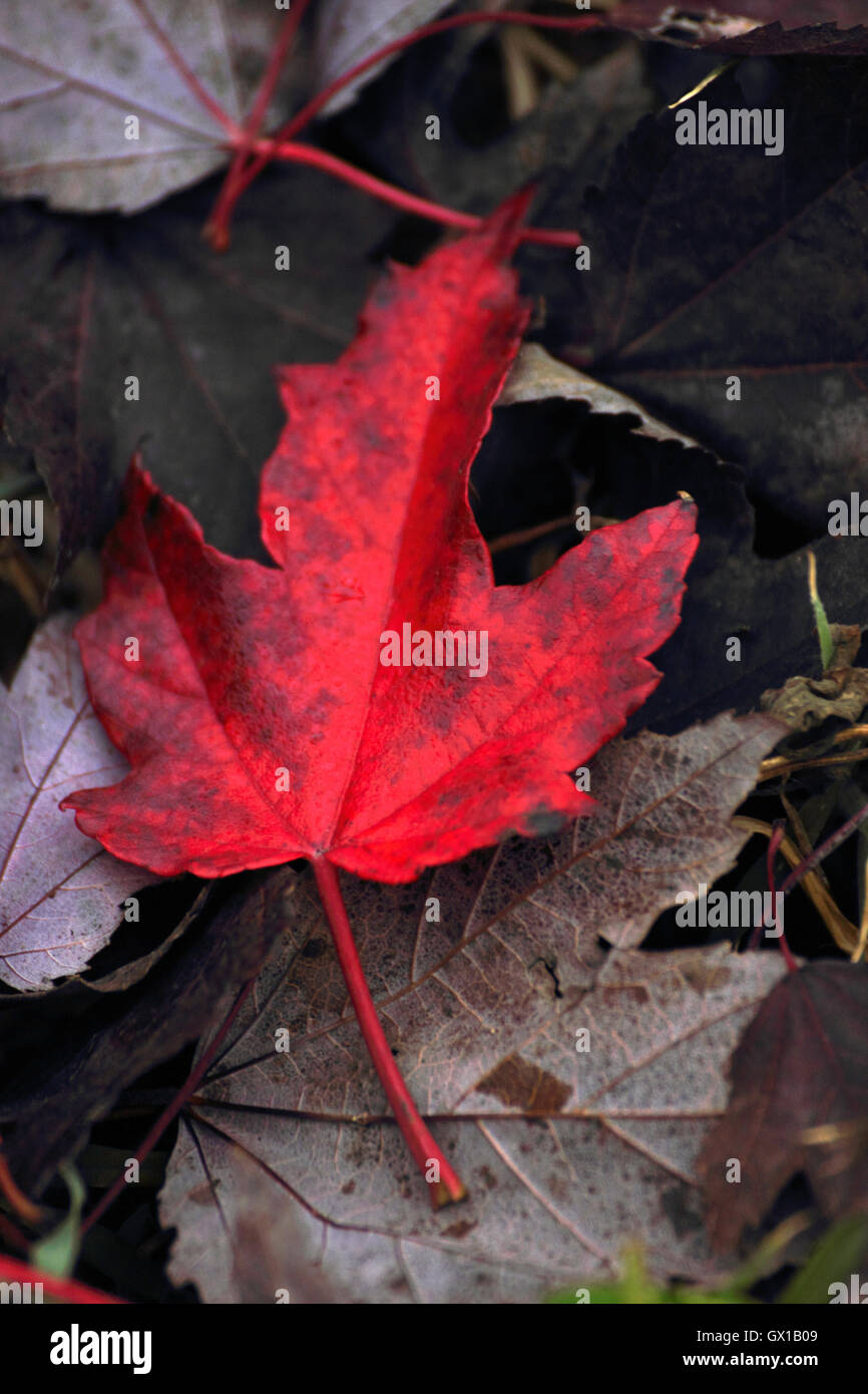 a beautiful bright red leaf Stock Photo - Alamy