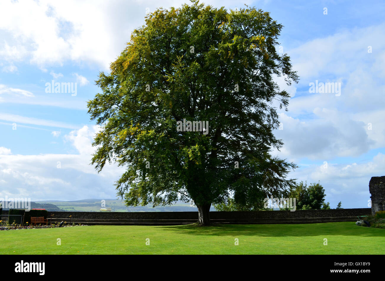 Tree on a perfect day in the courtyard of Stirling Castle Stock Photo ...