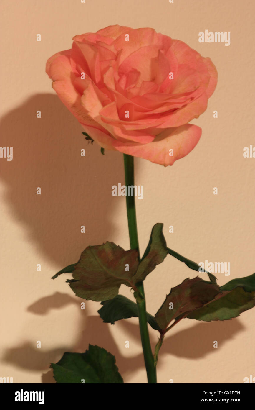 a beautiful pink rose against a white background Stock Photo - Alamy