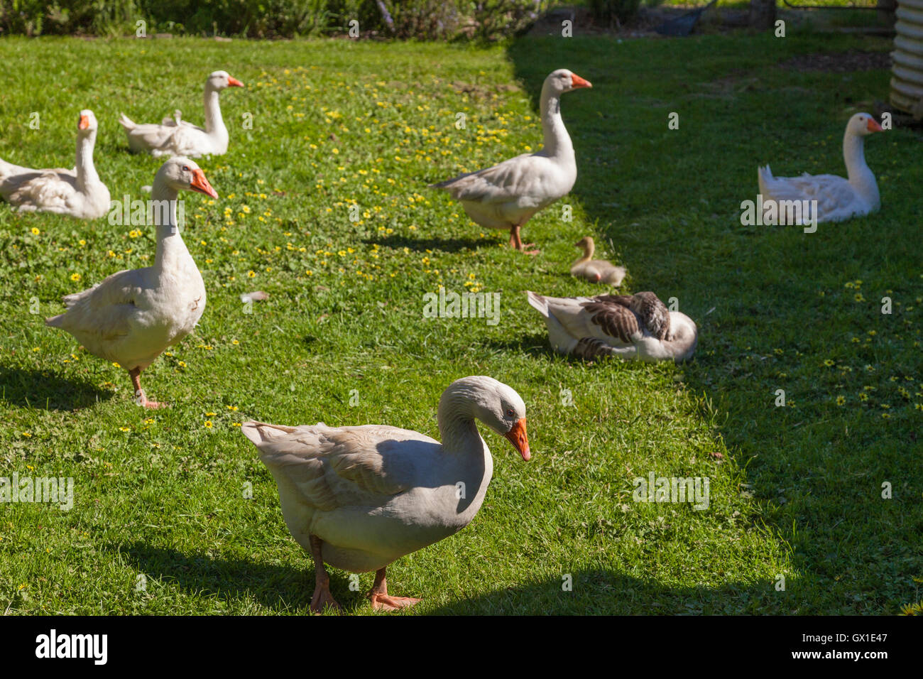 White geese roaming around a farmyard garden Stock Photo - Alamy