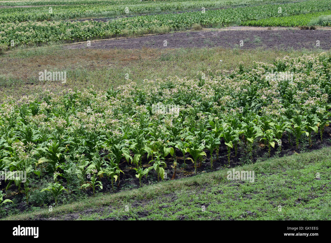 Tobacco fields in South Indian state Stock Photo - Alamy