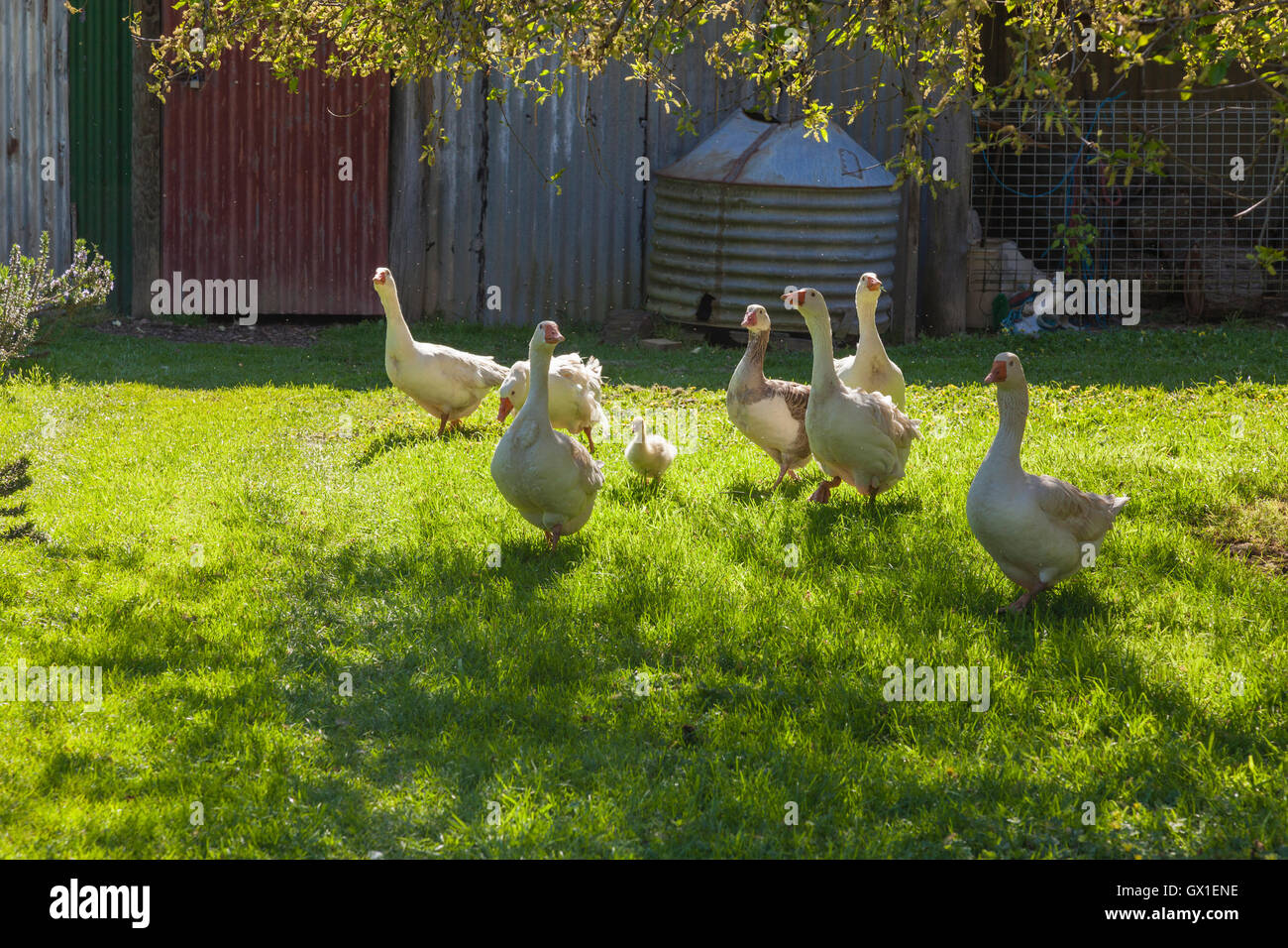 White geese roaming around a farmyard garden Stock Photo - Alamy