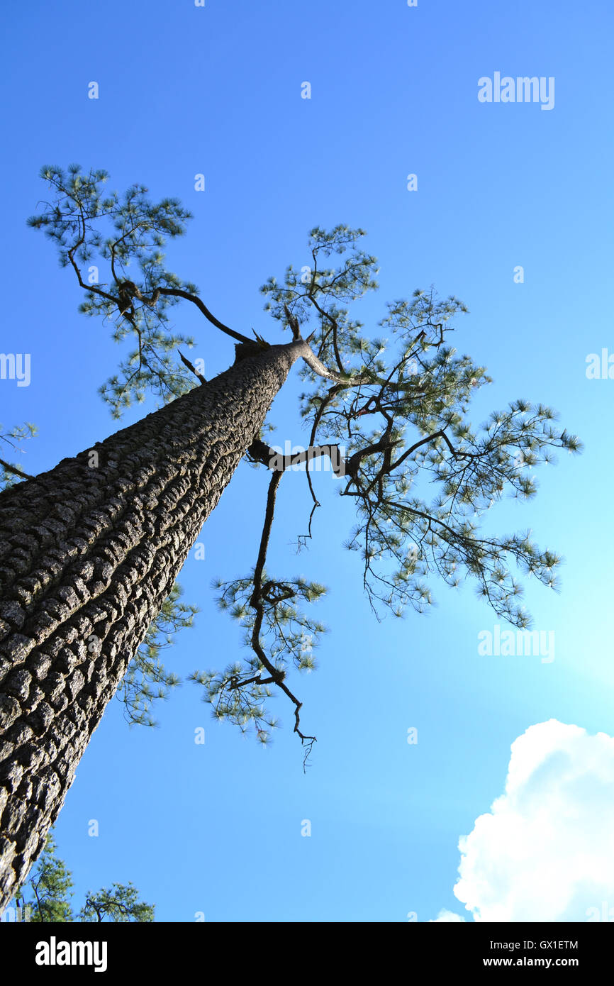 Large pine trees Stock Photo - Alamy