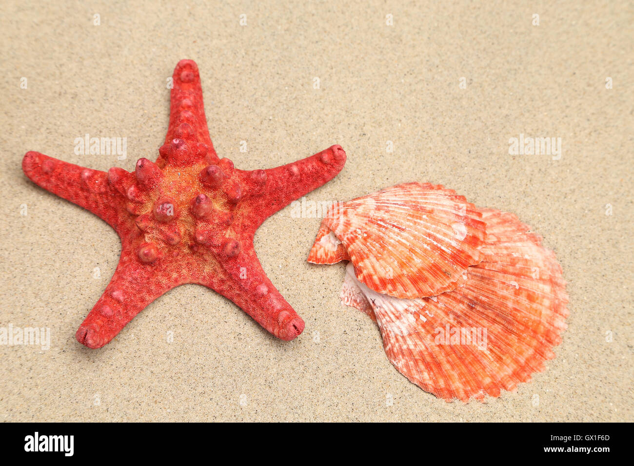 Red starfish and shell on sandy background Stock Photo - Alamy
