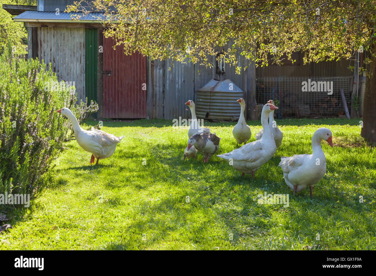 White geese roaming around a farmyard garden Stock Photo - Alamy