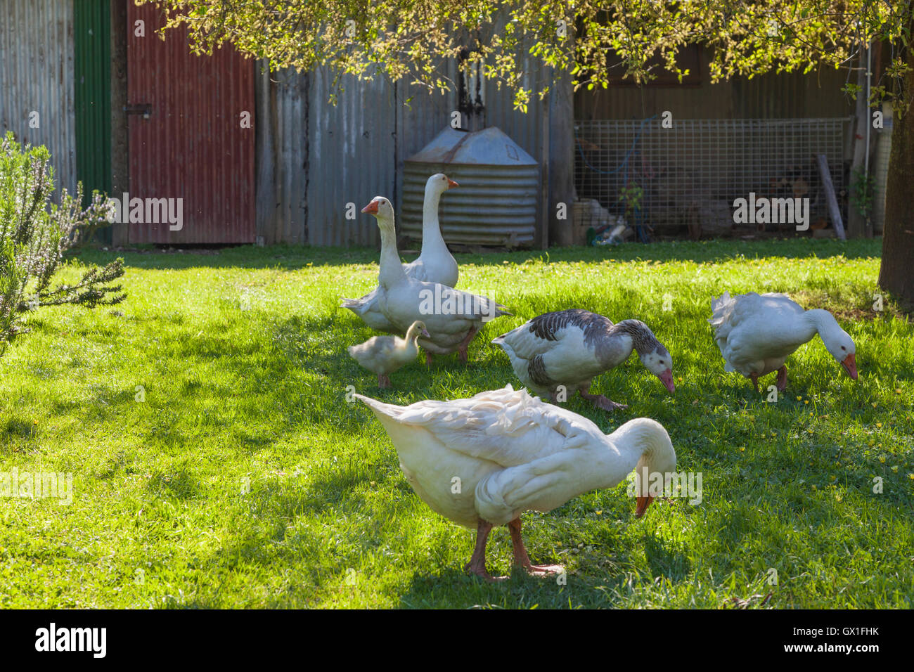 White geese roaming around a farmyard garden Stock Photo - Alamy