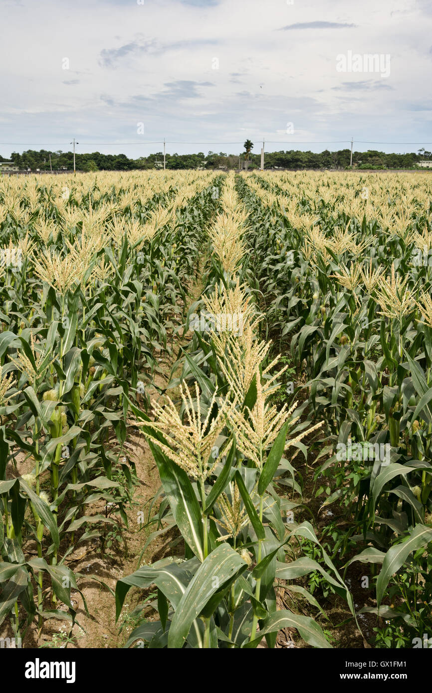 corn maize farm Stock Photo - Alamy