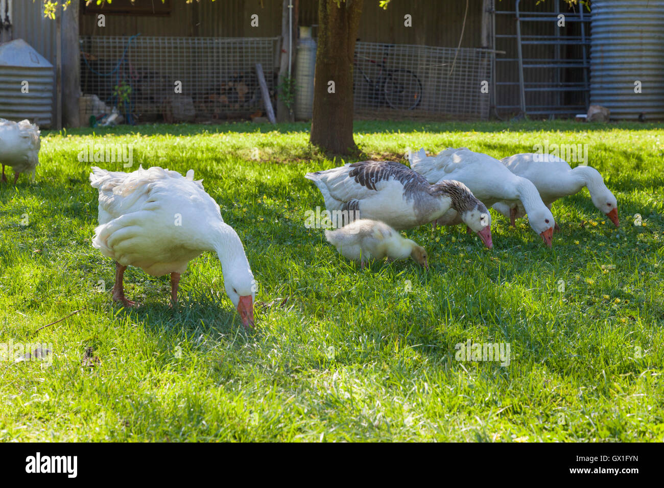 White geese roaming around a farmyard garden Stock Photo - Alamy