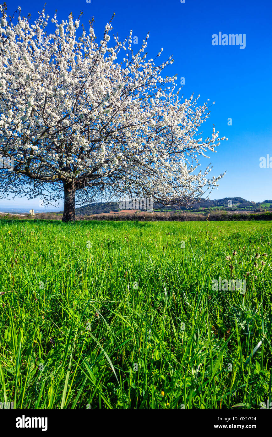 Big white blossoming tree Stock Photo - Alamy