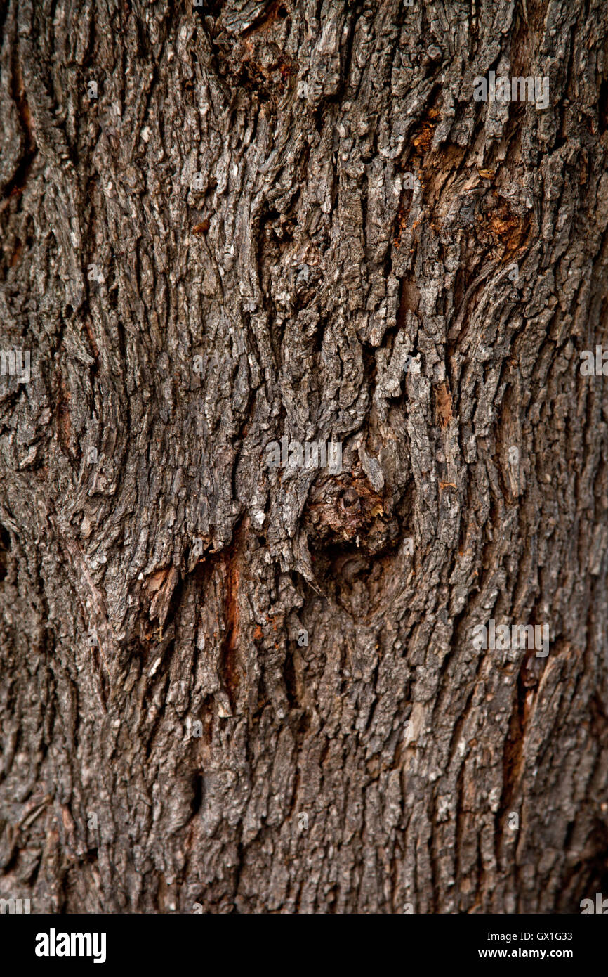 old tree texture Stock Photo - Alamy