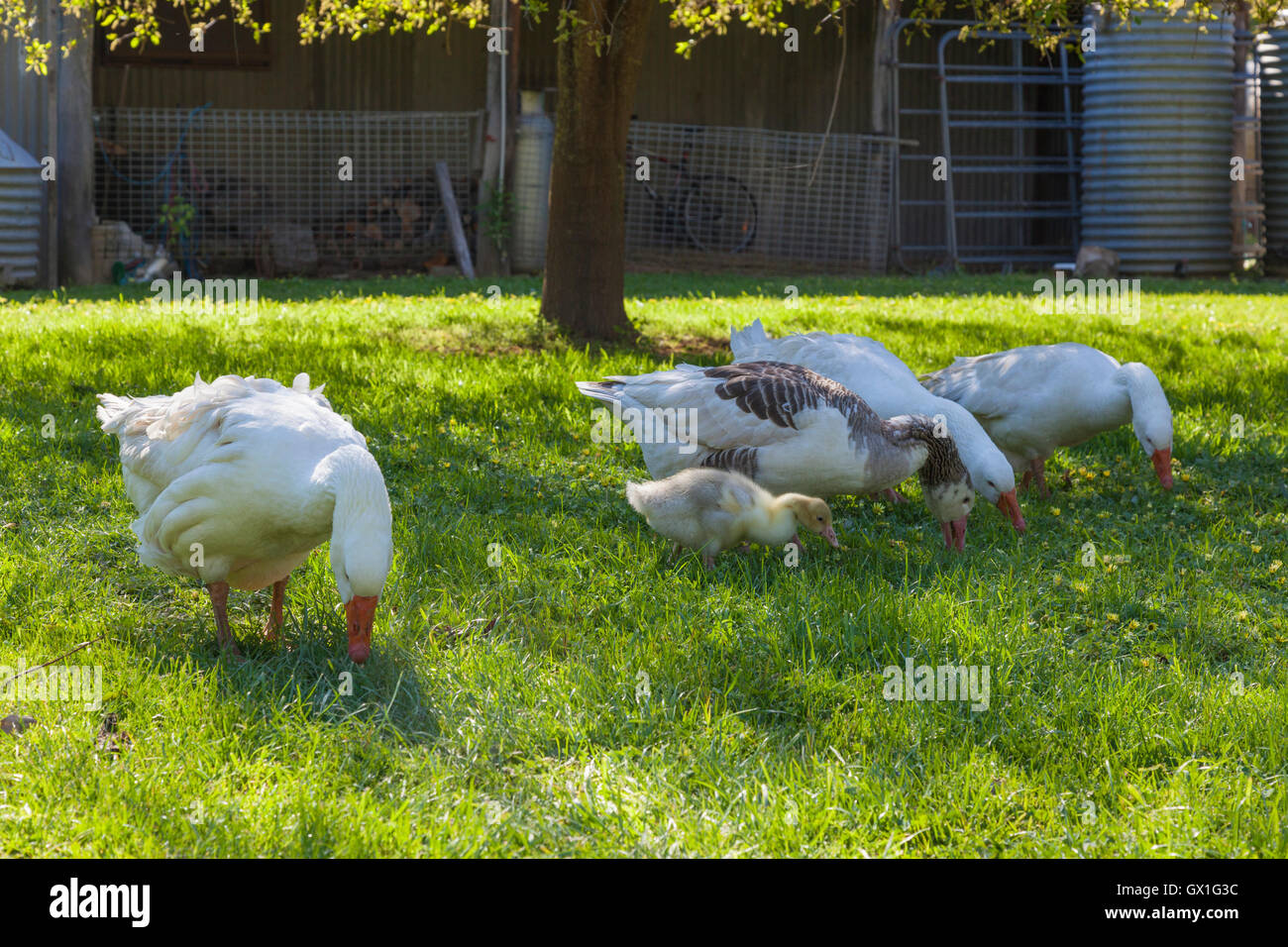 White geese roaming around a farmyard garden Stock Photo - Alamy