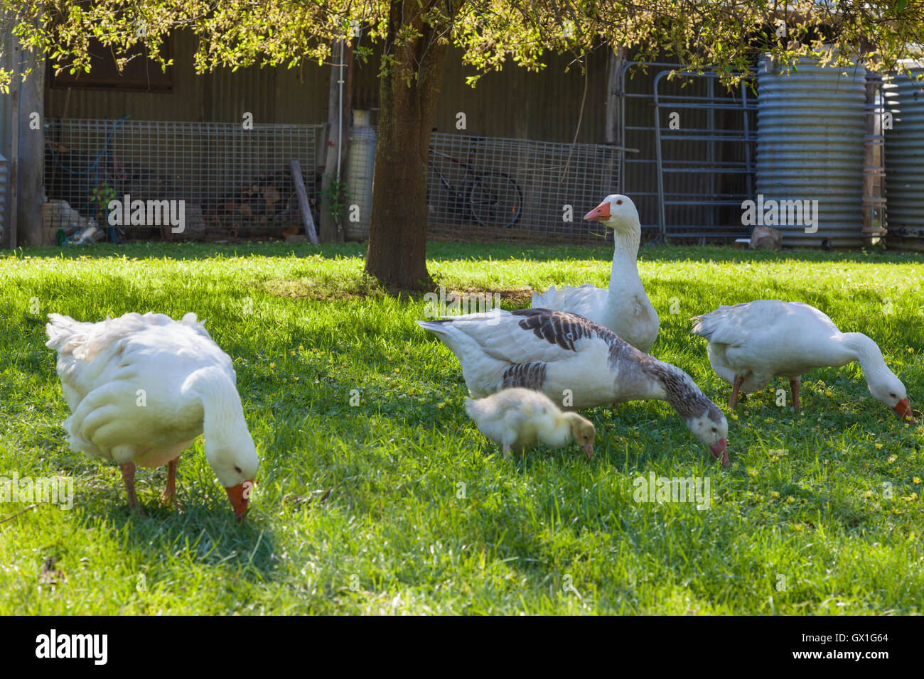 White geese roaming around a farmyard garden Stock Photo - Alamy