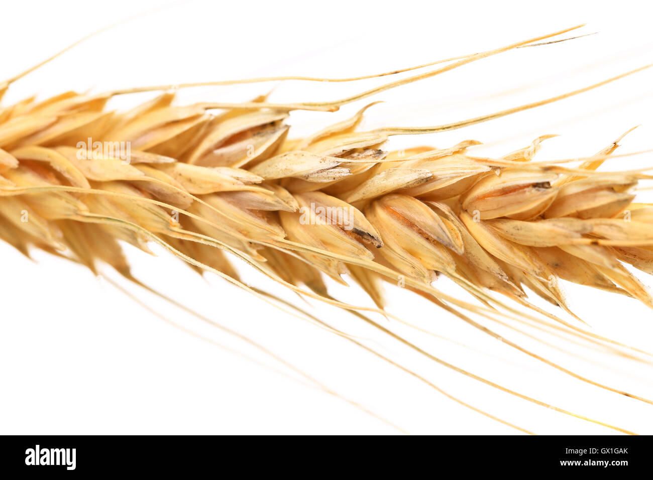 Close up wheat isolated on white Stock Photo - Alamy