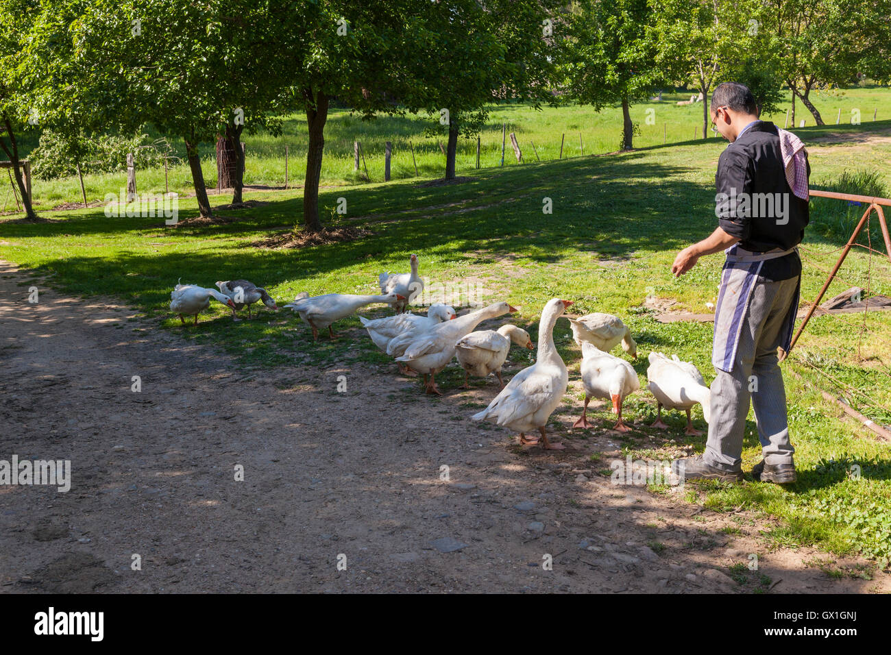 farm hand feeding a gaggle of white geese Stock Photo - Alamy