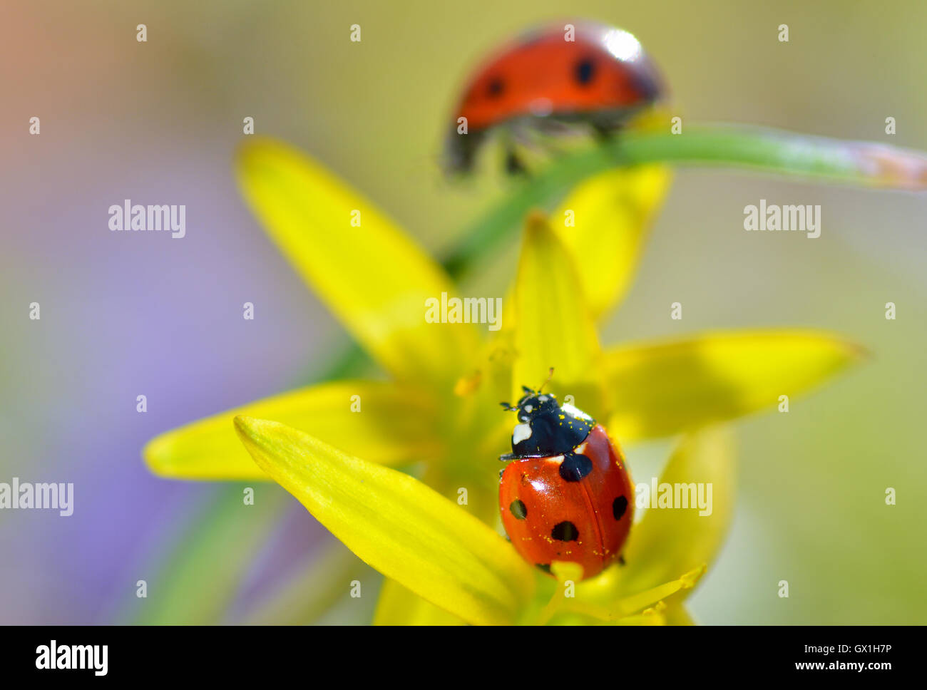 Details of Ladybugs on spring flowers Stock Photo - Alamy
