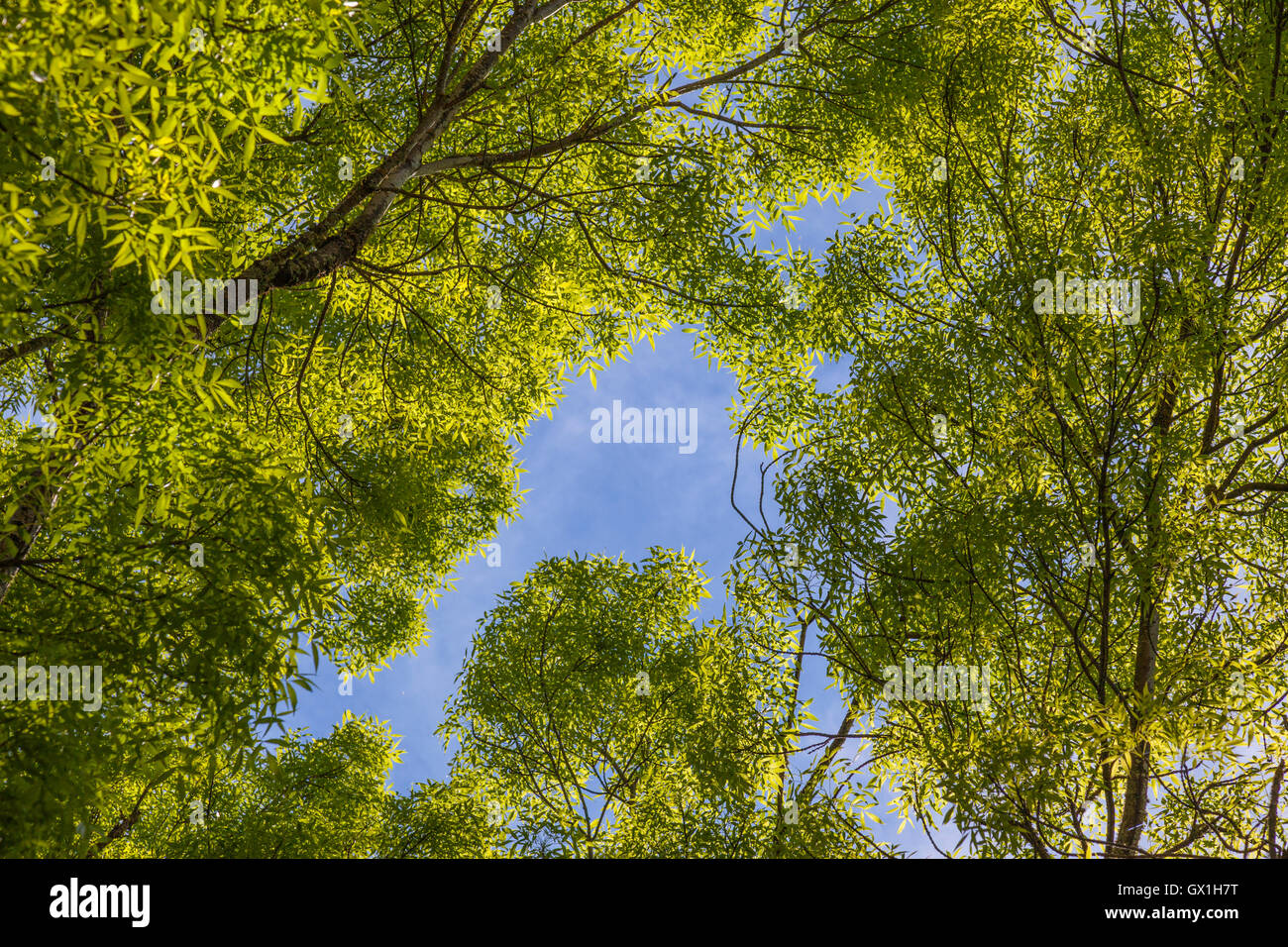 Tree canopy hi-res stock photography and images - Alamy