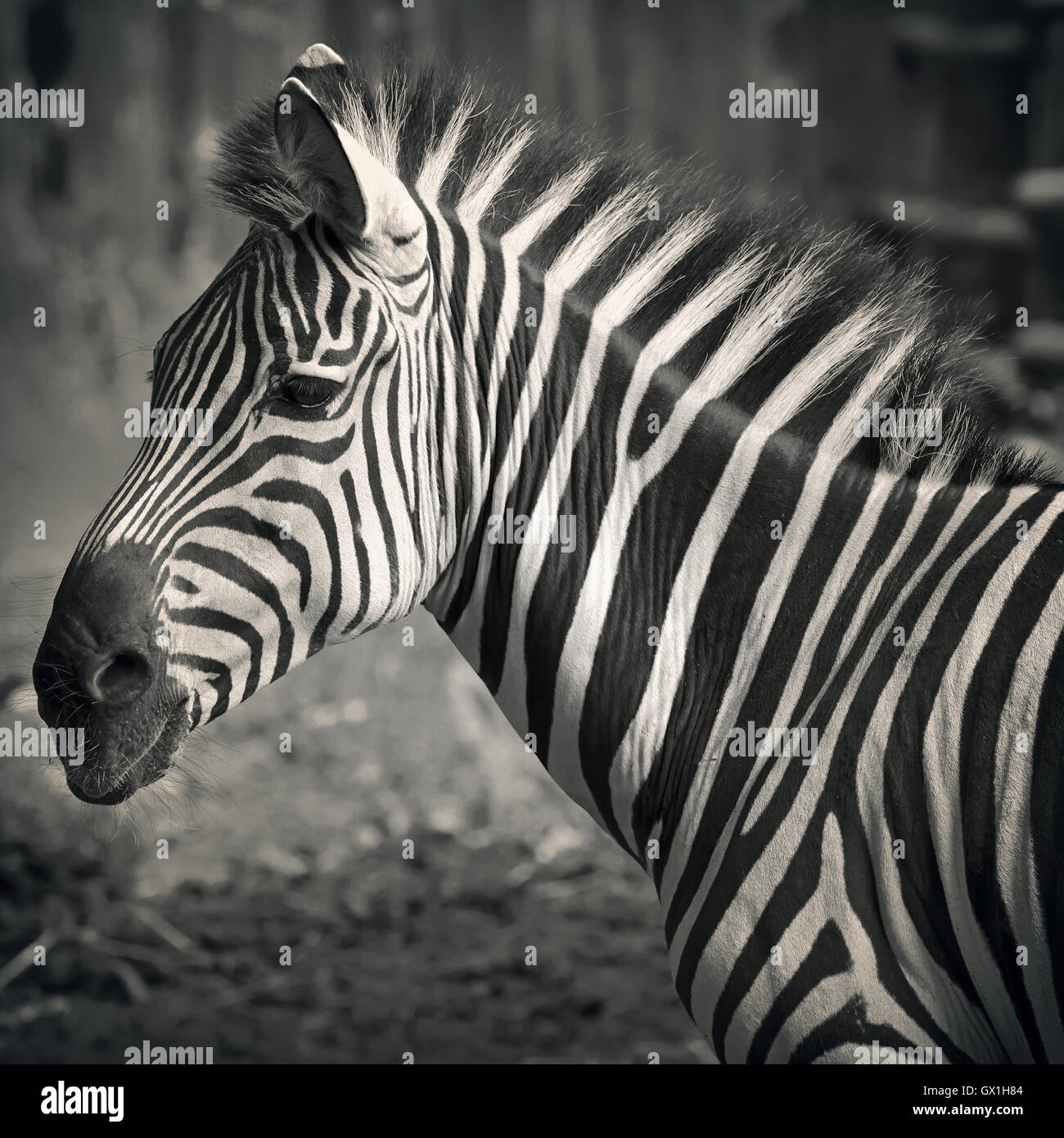 Beautiful zebra on green grass hi-res stock photography and images - Alamy