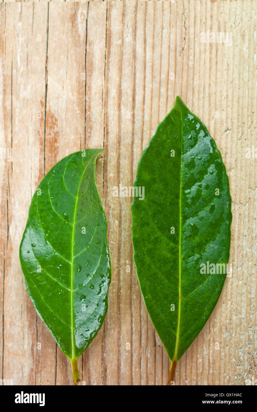 Blank leaf hi-res stock photography and images - Alamy