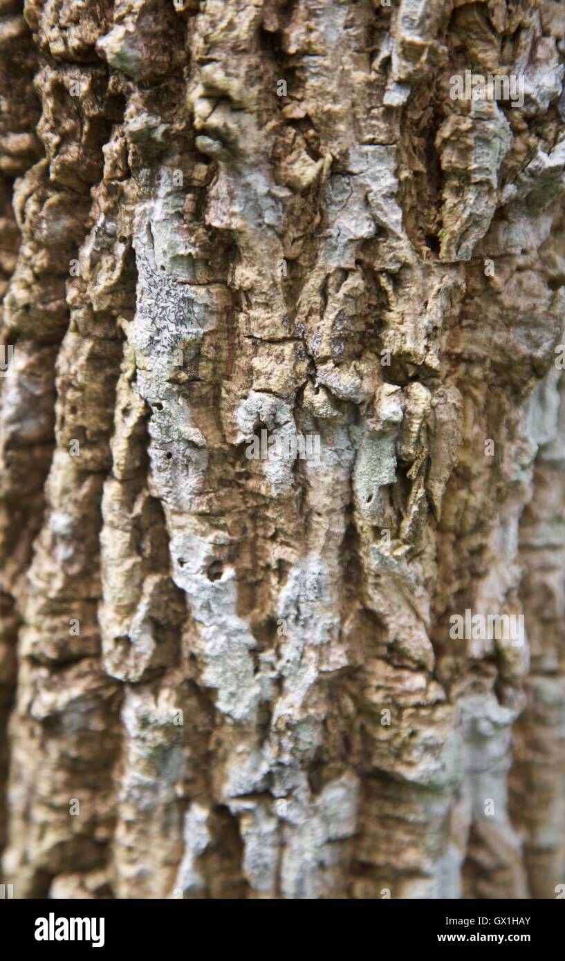 Rough tree trunk hi-res stock photography and images - Alamy