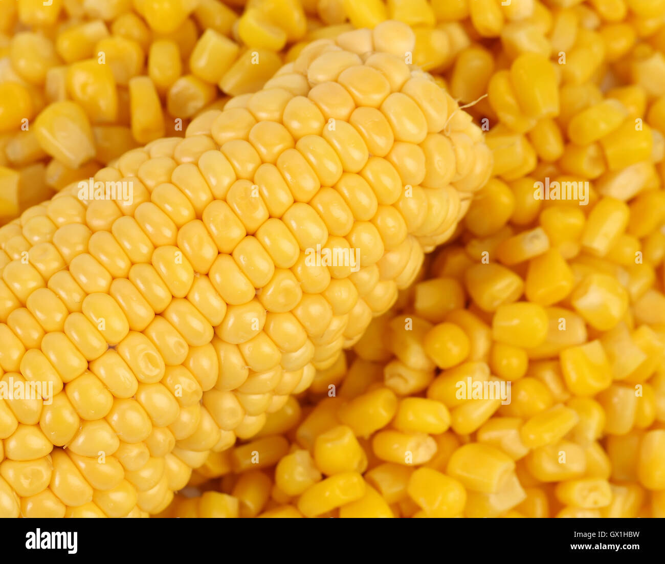 Corncob on a bulk of corn grains Stock Photo - Alamy