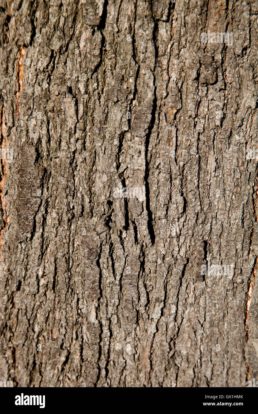 old tree texture Stock Photo - Alamy