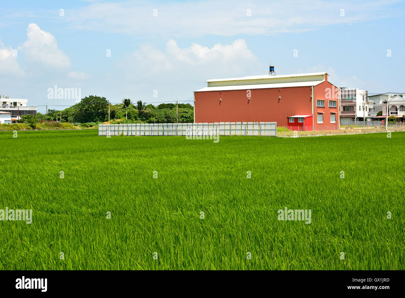 Rice farm in country Stock Photo - Alamy
